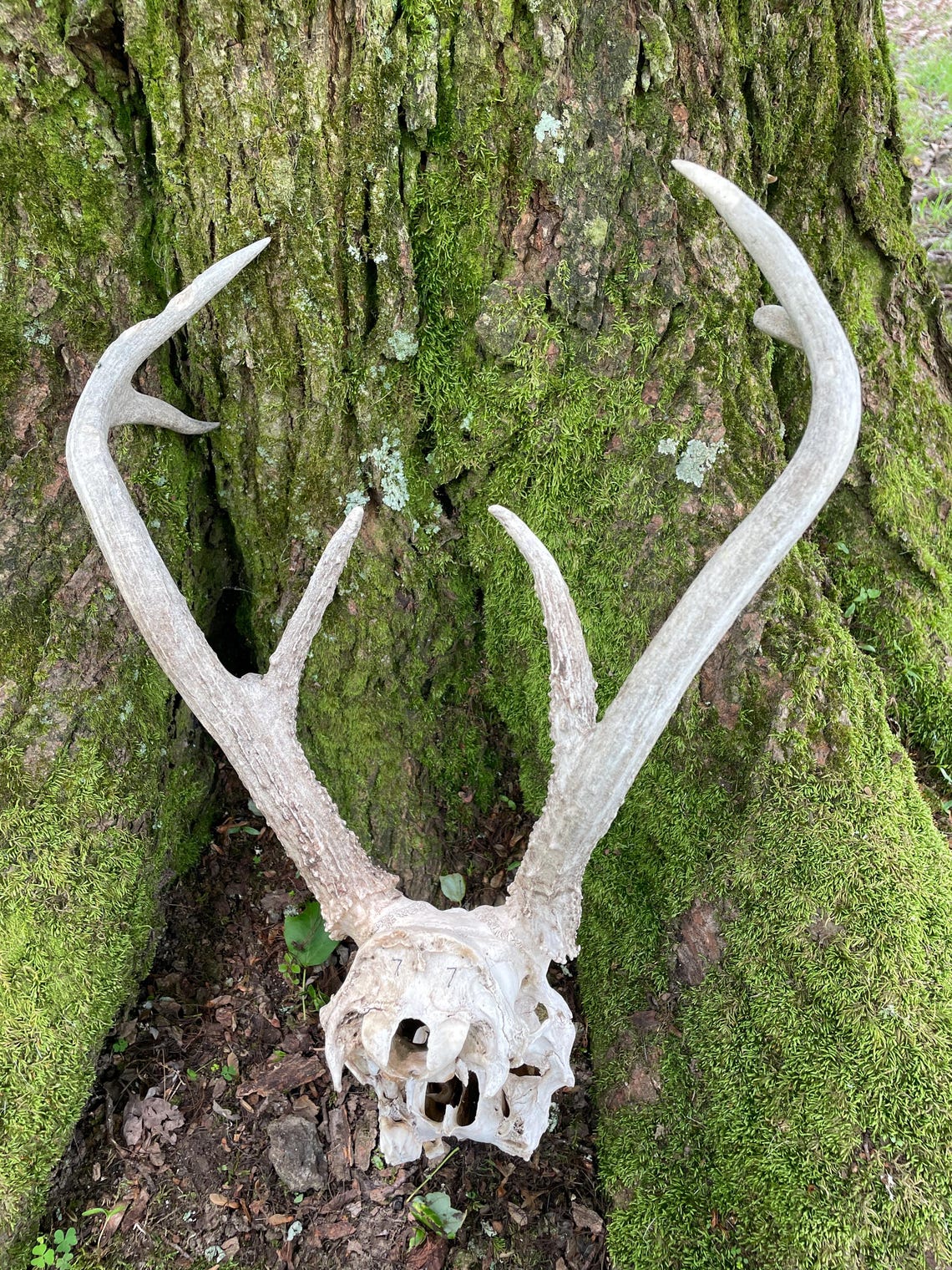 Taxidermy Beautiful Odd Deformed Set of 6 Point Wild White-tailed DEER ...
