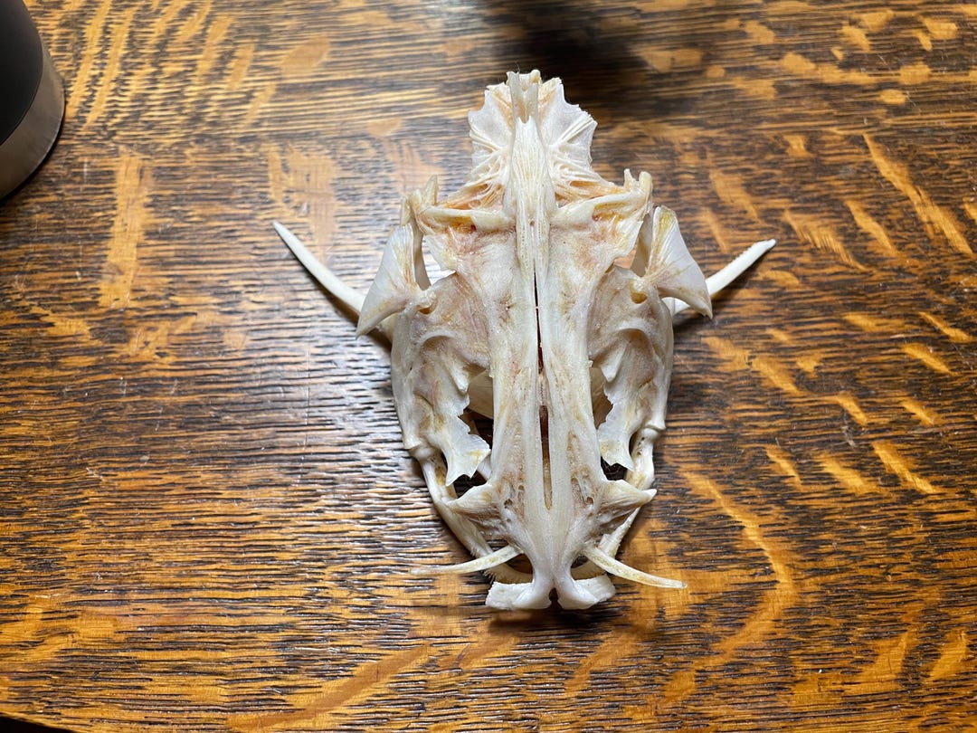 Rarely Seen, FLATHEAD Catfish Skull Natural Bones/science Weird ...