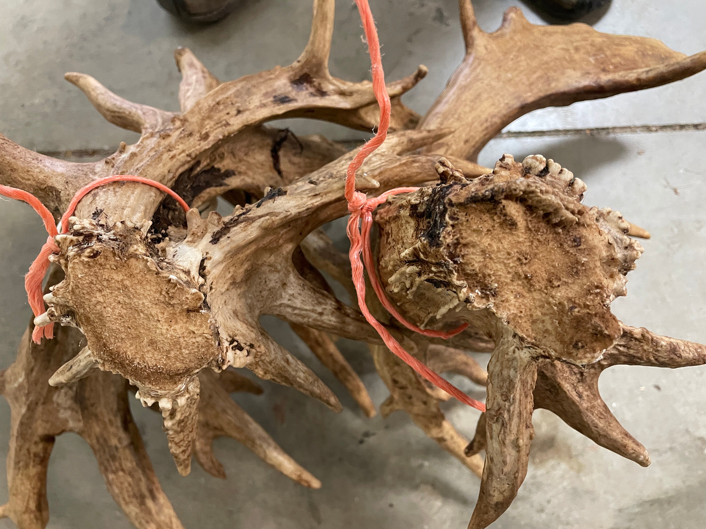 Taxidermy Incredible, Set,59 Point Whitetailed DEER Shed ANTLERS ...