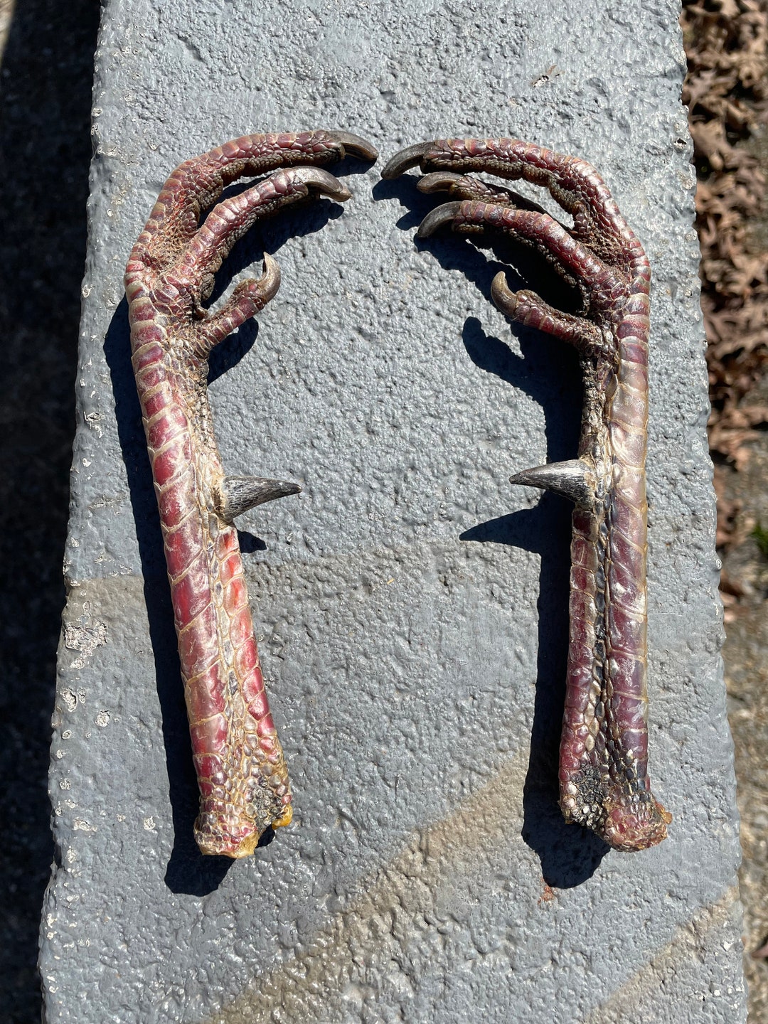 One Set of Two Taxidermy, EASTERN WILD Turkey-feet/spurs / Log Cabin ...