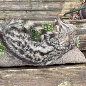 Rare, Beautiful Little Small Spotted GENET Full Body Mount AFRICA ...