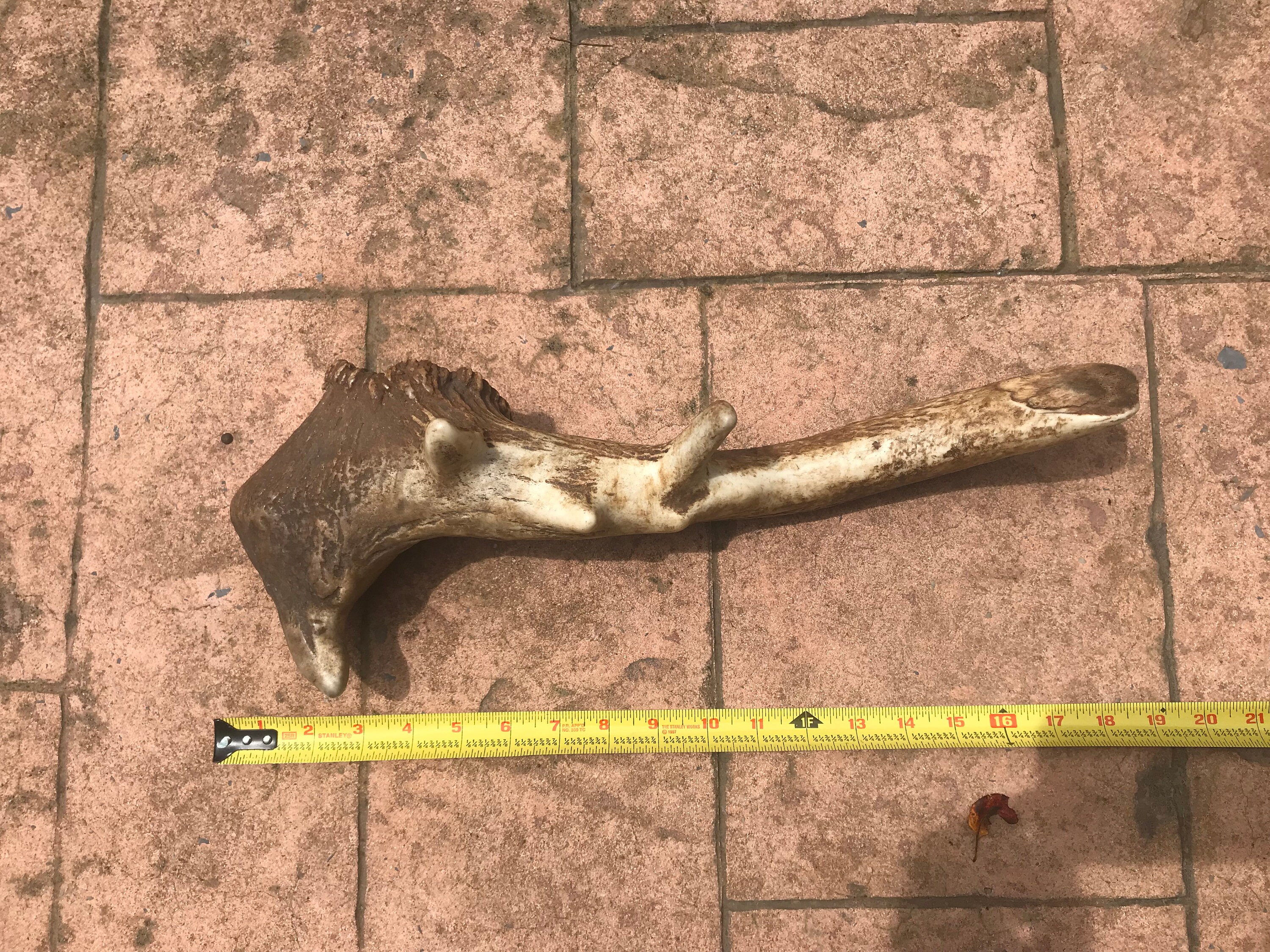 Freak Shed ELK ANTLER Club Drop Log Cabin Hunting Lodge | Etsy