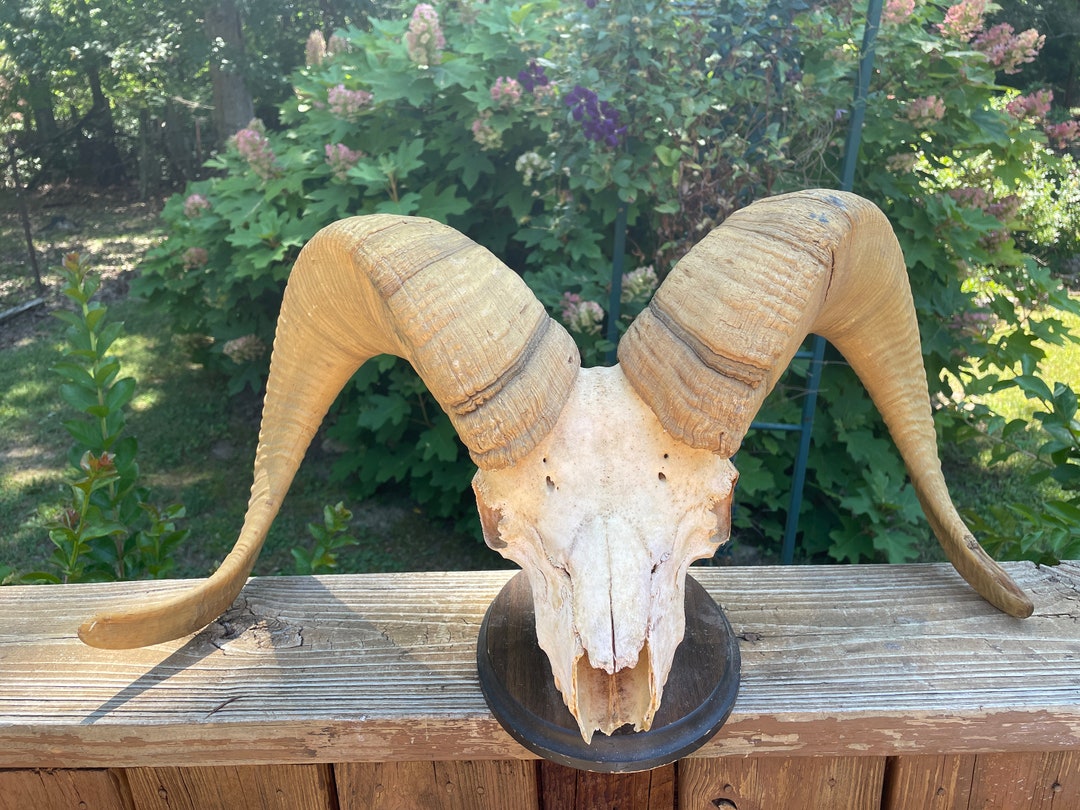 Awesome Set of DESERT SHEEP Horns/skull Log Cabin Hunting Lodge ...