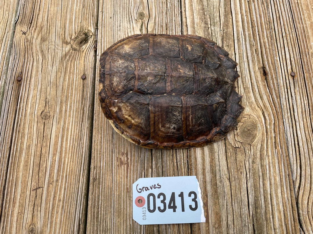 ONE {1} Awesome Taxidermy Large Common Snapping Turtle Shell Log Cabin ...