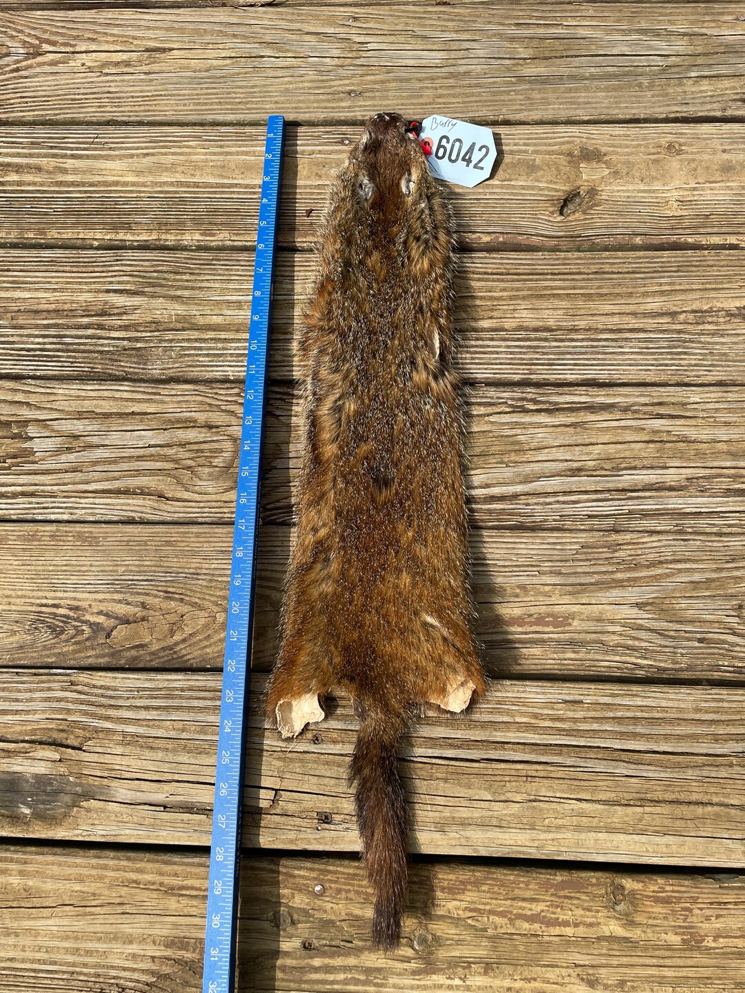 ONE { 1 } Very Nice- XXLG Soft Tanned Ground Hog / Woodchuck Fur/skin ...