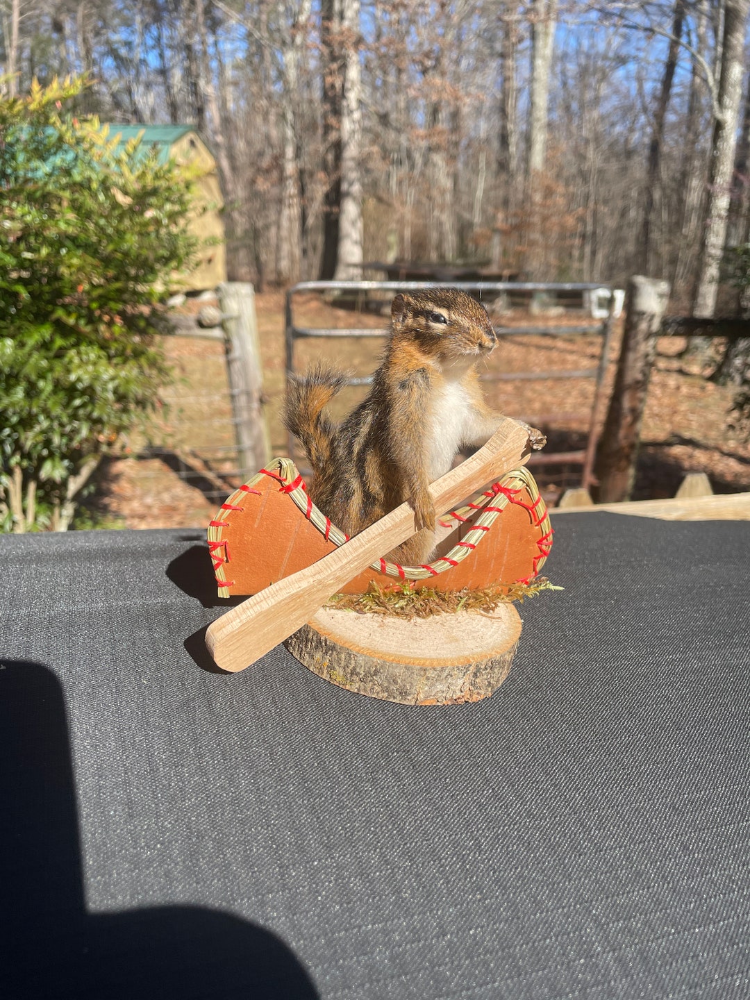 Taxidermy Beautiful Eastern CHIPMUNK Paddling in Canoe Log Cabin ...