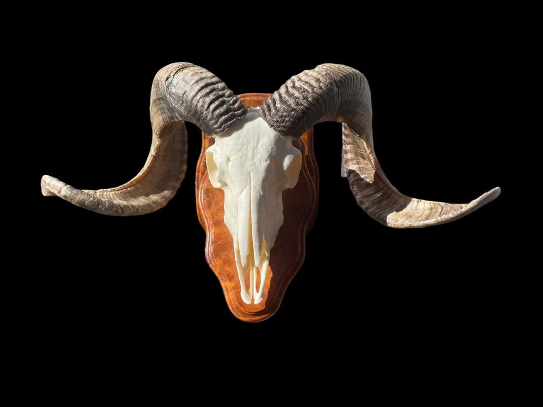 Very Nice Corsican RAM Sheep Full Skull, - Nice Big HORNS on a ...