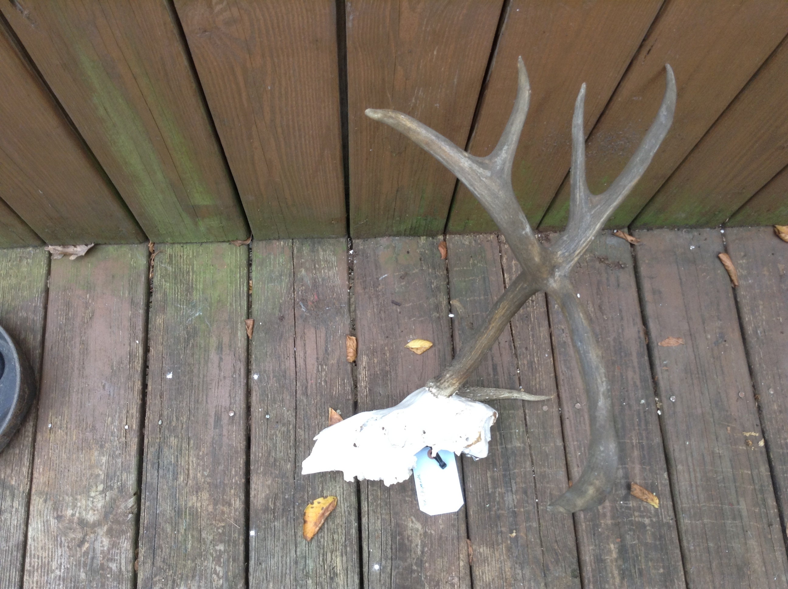 Weird NonTypical Whitetail Deer ANTLERS-Skull Big DROP TINE | Etsy