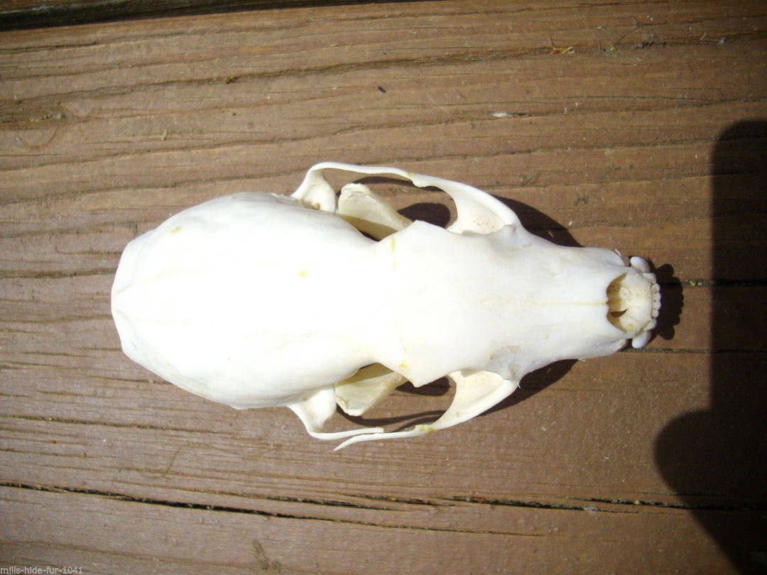 Taxidermy PINE MARTEN SKULL Bone martes Americana - Etsy