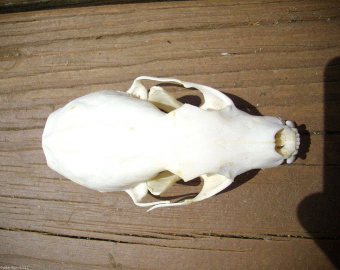 Taxidermy PINE MARTEN SKULL Bone = (martes Americana), - Etsy