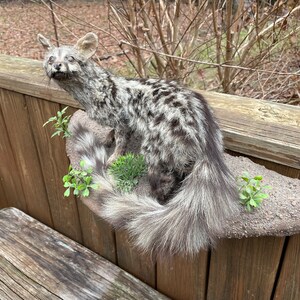 Rare, Beautiful Little Small Spotted GENET Full Body Mount AFRICA ...