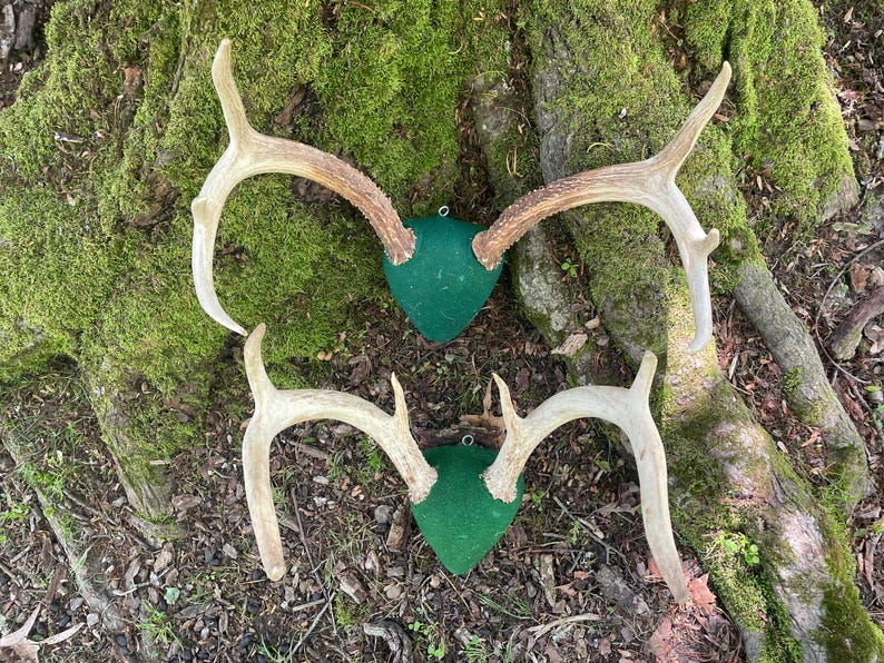 2 Big Sets of Nice 6 Point Whitetail DEER ANTLERS, Log Cabin, Hunting ...