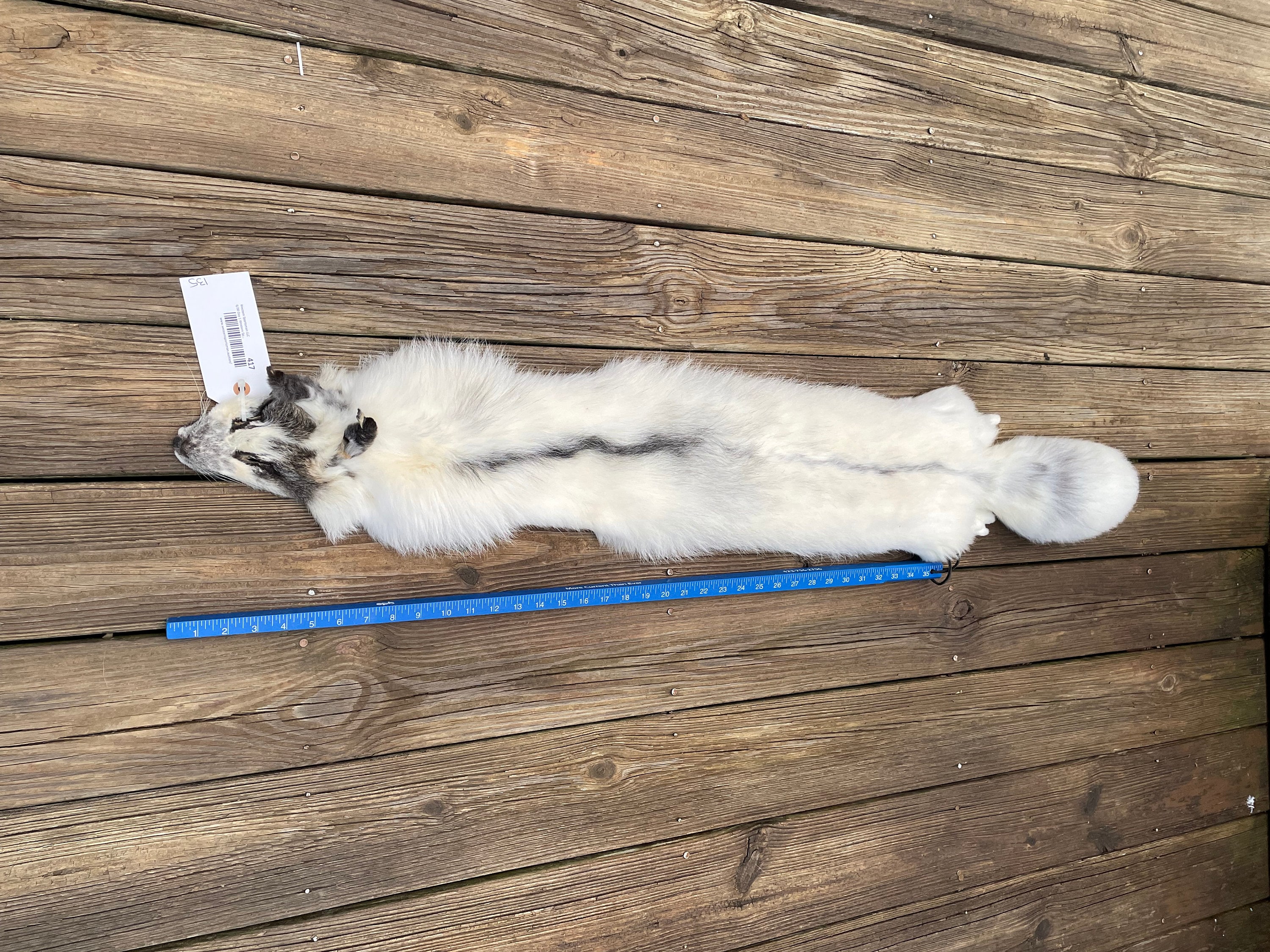 Platinum Cross Fox Animal