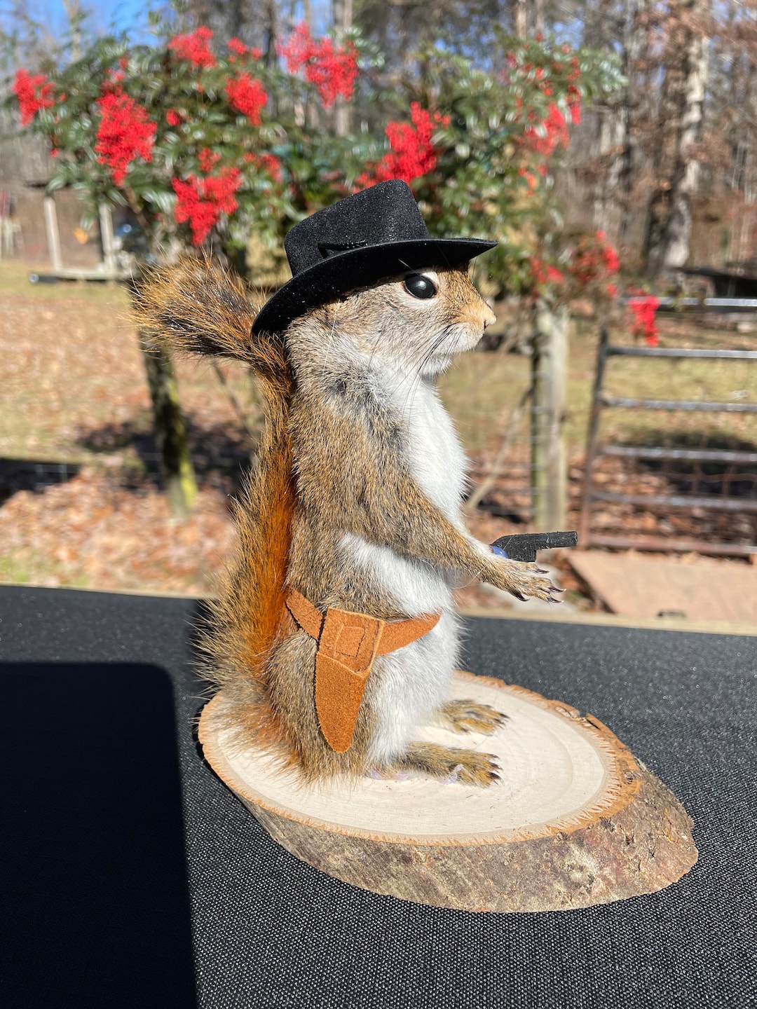 Taxidermy Beautiful New COWBOY, or Sheriff Pine Squirrel Mount # 2 ...