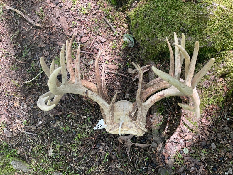 Taxidermy 3 Nice 8 Point Sets of Antlers WHITETAIL DEER Antlers Log ...