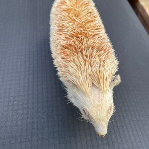 CUTE Oddity Taxidermy Very Nice "new" Long-eared Hedgehog Mount Log ...
