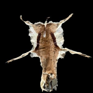 Beautiful Tanned, COMPLETE, SPRINGBOK SKIN -hide for Possible Lifesize ...
