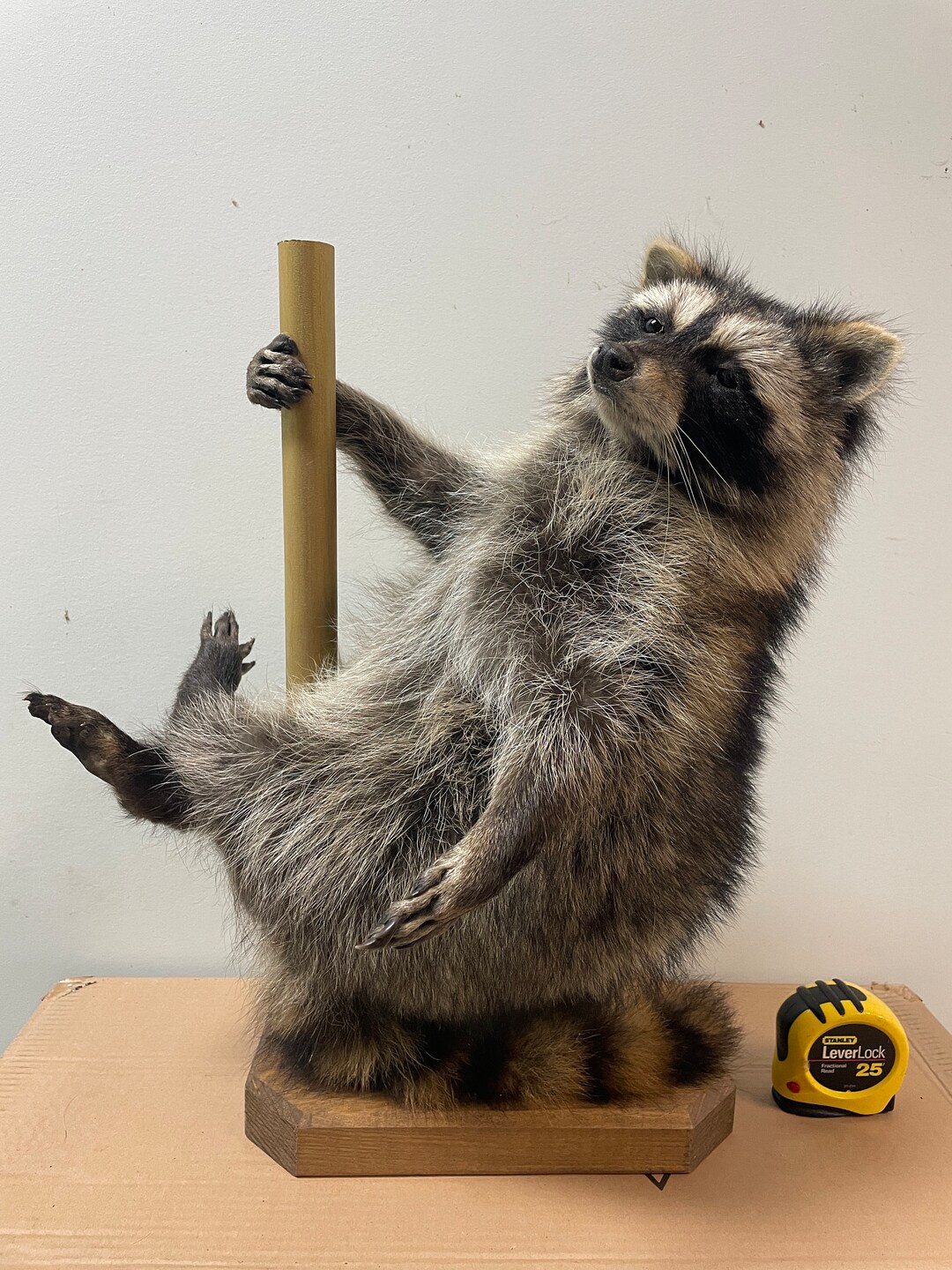 Taxidermy Very Nice new Pole Dancing, Sexy, Stripper, RACCOON or COON ...