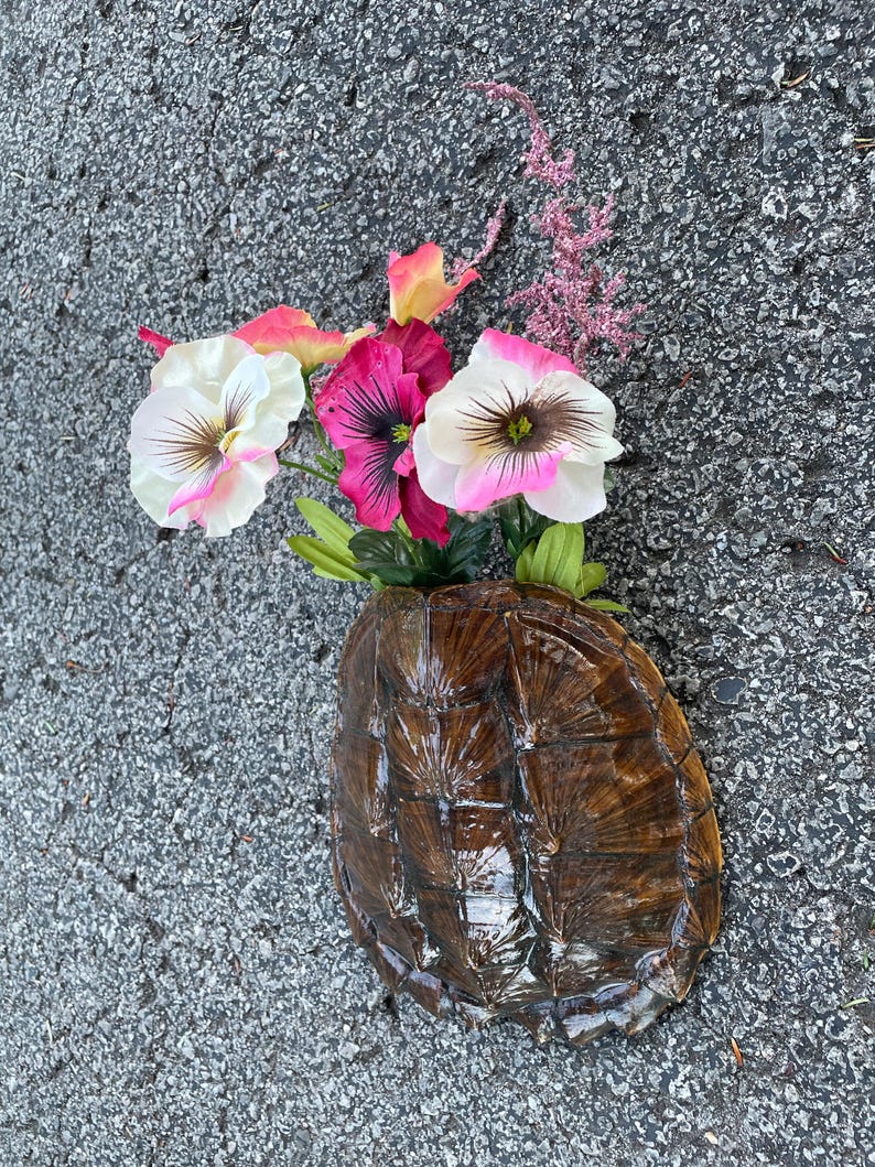 ONE {1} Awesome Taxidermy Common Snapping Turtle Shell - Flowers -log ...