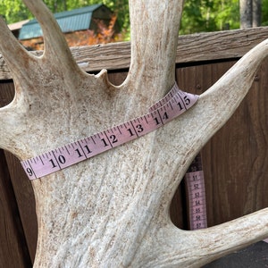 Monster 40 Point Giant Nontypical Whitetail Deer Antlers-skull Big Club ...