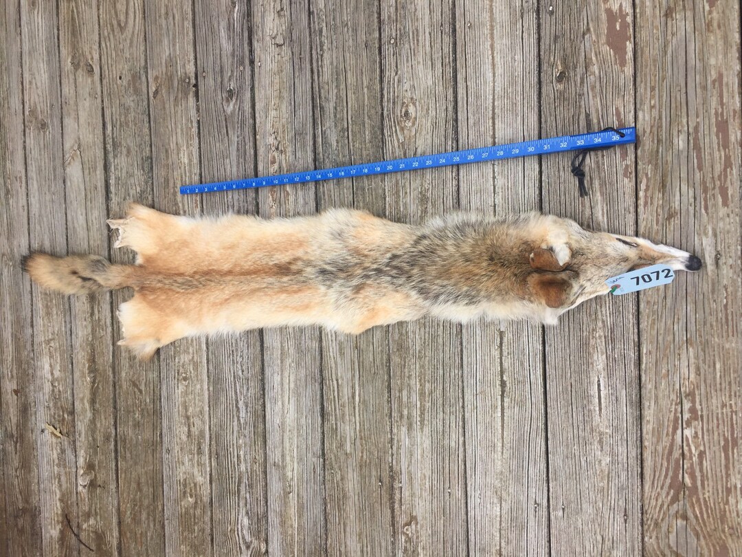 Nice Lg.tanned RED/BLOND COYOTE Fur/skin/hide Log Cabin Hunting Lodge ...