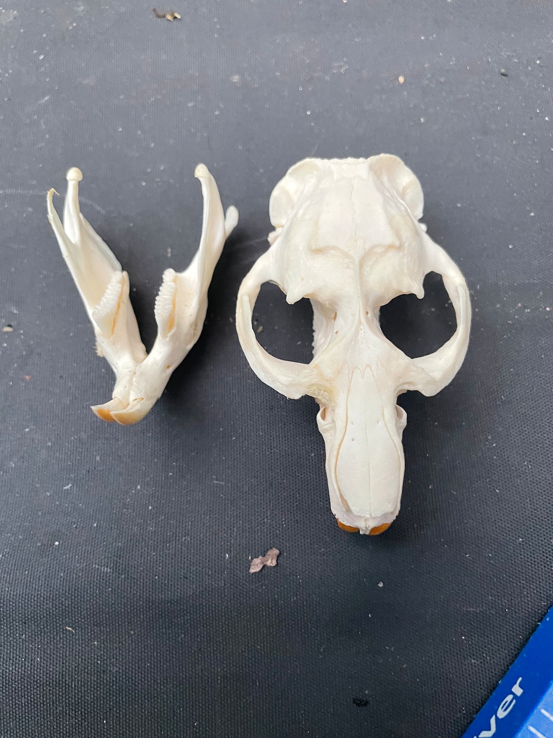 Nice Large American Muskrat Skull Taxidermy Log Cabin Hunting Lodge ...