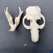 Nice Large American Muskrat Skull Taxidermy Log Cabin Hunting Lodge ...