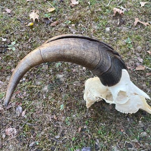 Ibex /cross Breed Full Skull & Horns European Taxidermy Log Cabin ...