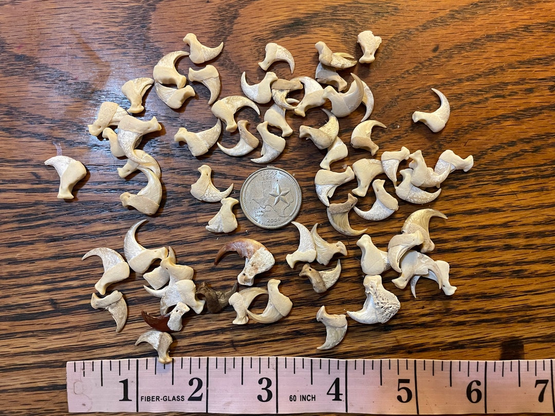 10 Bobcat Front Claws/education/science/nature/crafts , Look ! North ...