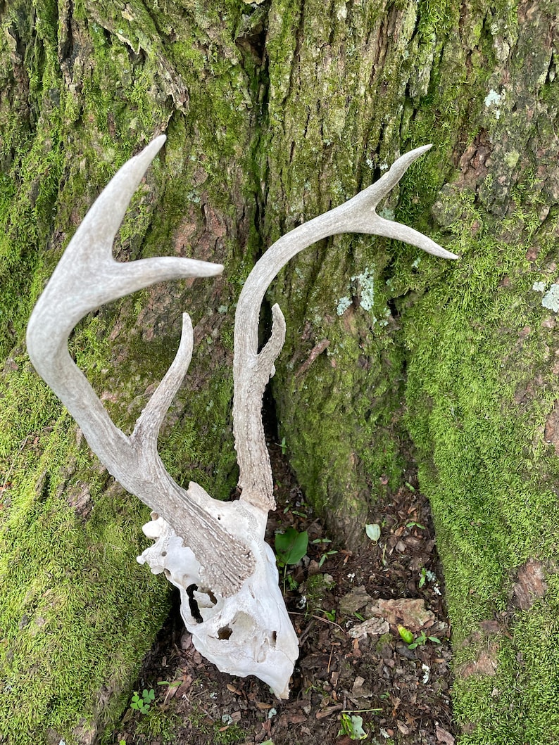 Taxidermy Beautiful Odd Deformed Set of 6 Point Wild White-tailed DEER ...