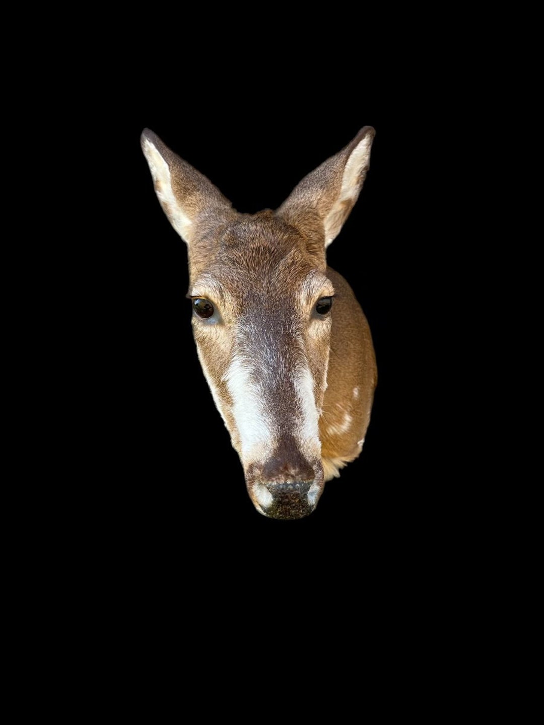 Rare, Taxidermy a Big PIE BALD Whitetail DEER Doe Shoulder Mount, -no ...