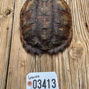 ONE {1} Awesome Taxidermy Large Common Snapping Turtle Shell Log Cabin ...