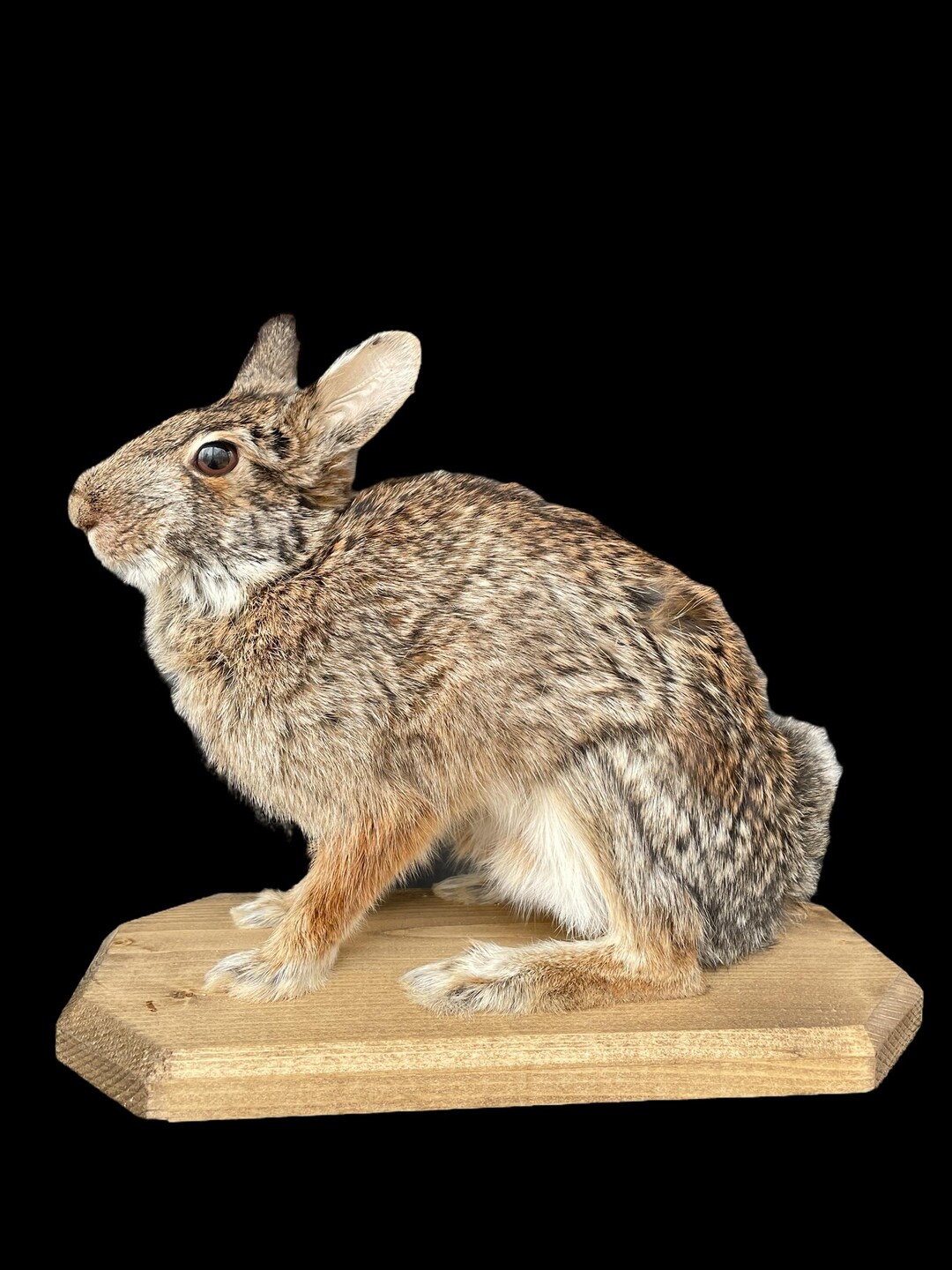 Rarely Seen, Taxidermy, Cottontail Rabbit, - Nice Natural Base- Easter ...