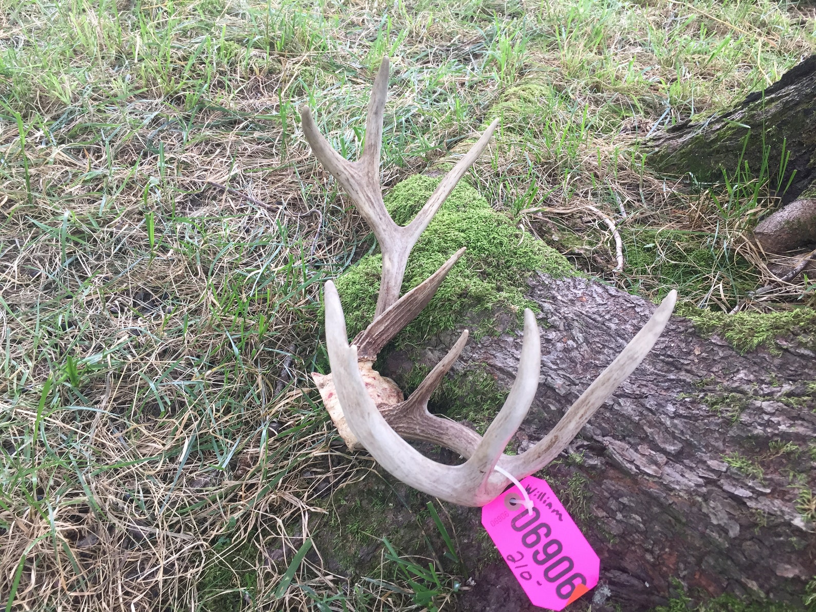 Nice 8 Point Set of Whitetail DEER ANTLERS Log Cabin Hunting | Etsy