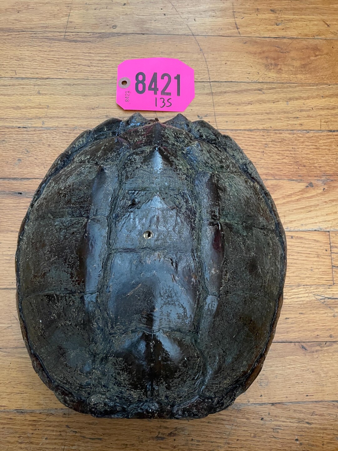 ONE {1} Awesome Taxidermy Large Common Snapping Turtle Shell Log Cabin ...