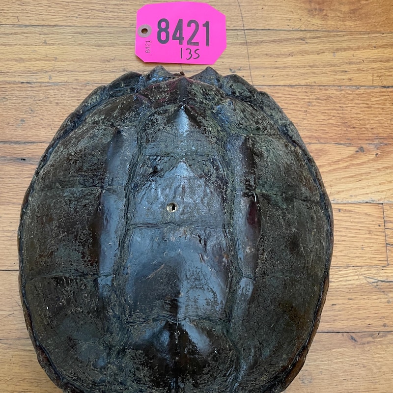 Large Turtle Shell - Etsy