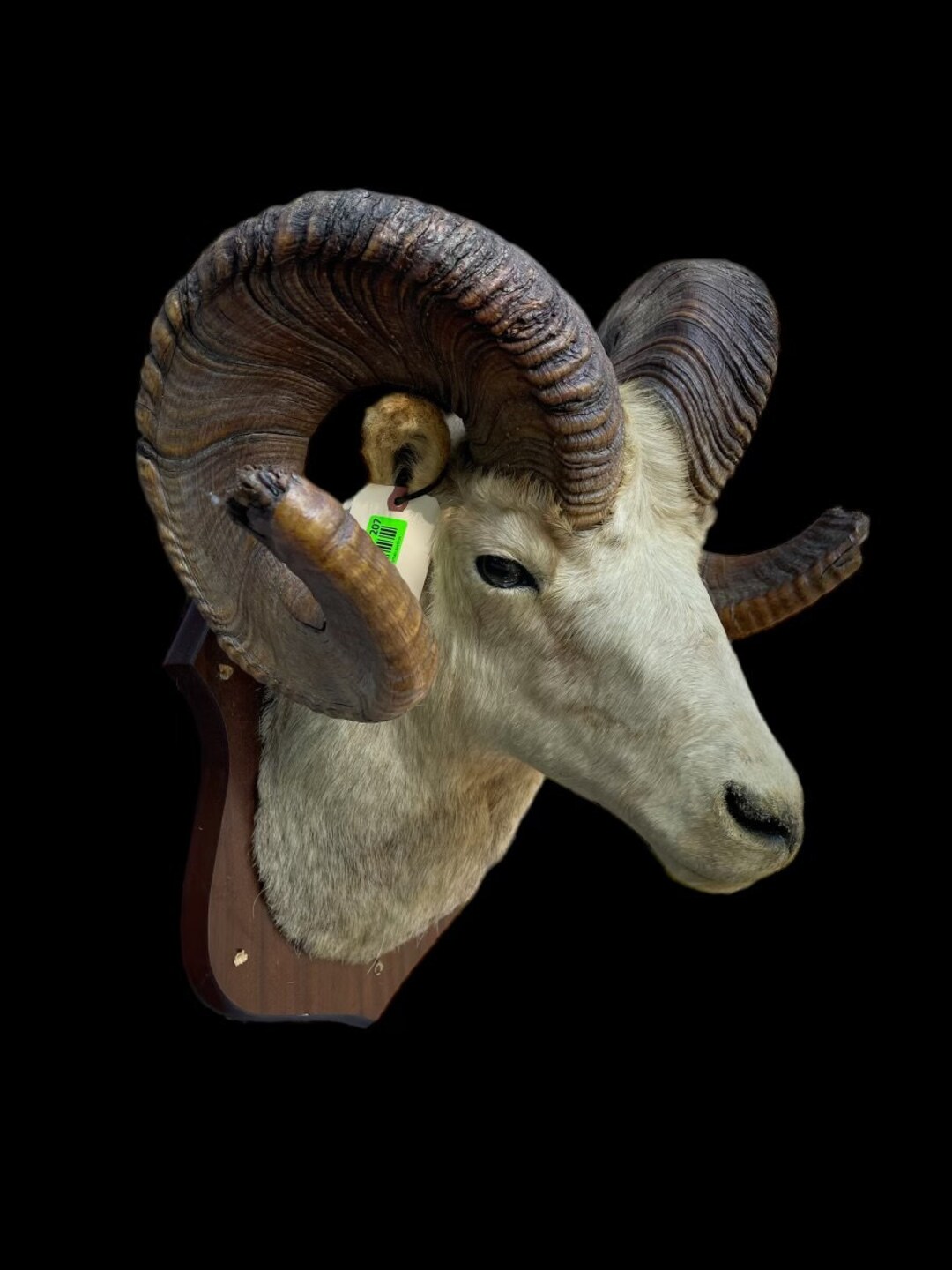 Taxidermy Big, Vintage, FANNIN=STONE SHEEP Mount/ Big Horns/log Cabin ...