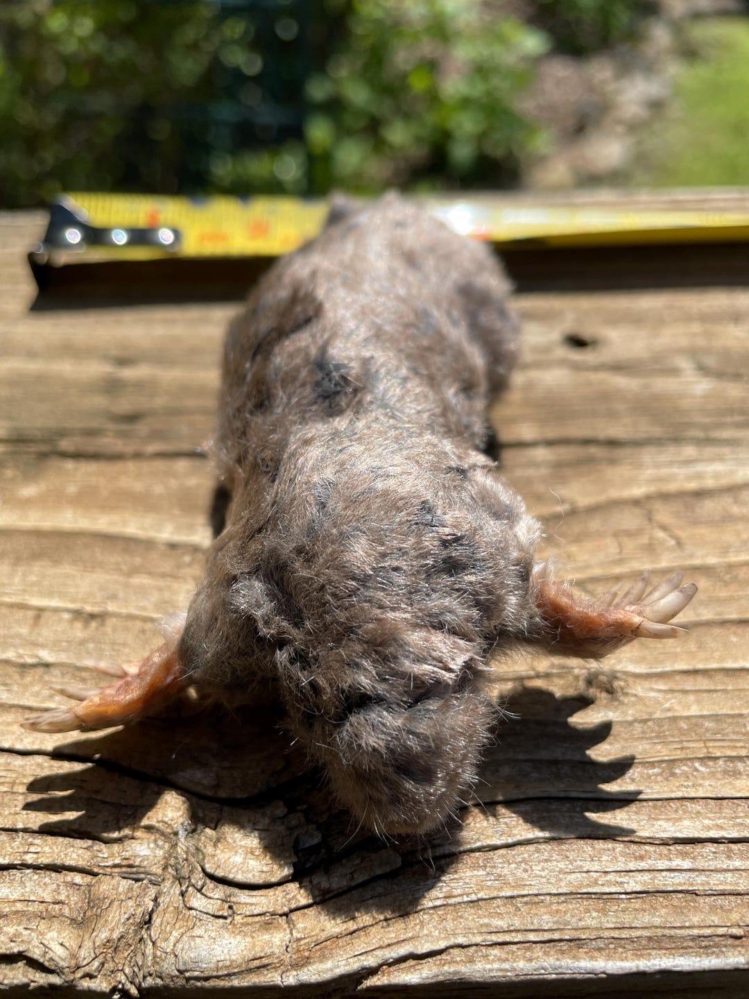 ONE ( 1 ) Taxidermy Rarely Seen North American Mole Freeze-dried Oddity ...