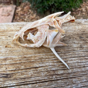 Rarely Seen, FLATHEAD Catfish Skull Natural Bones/science Weird ...