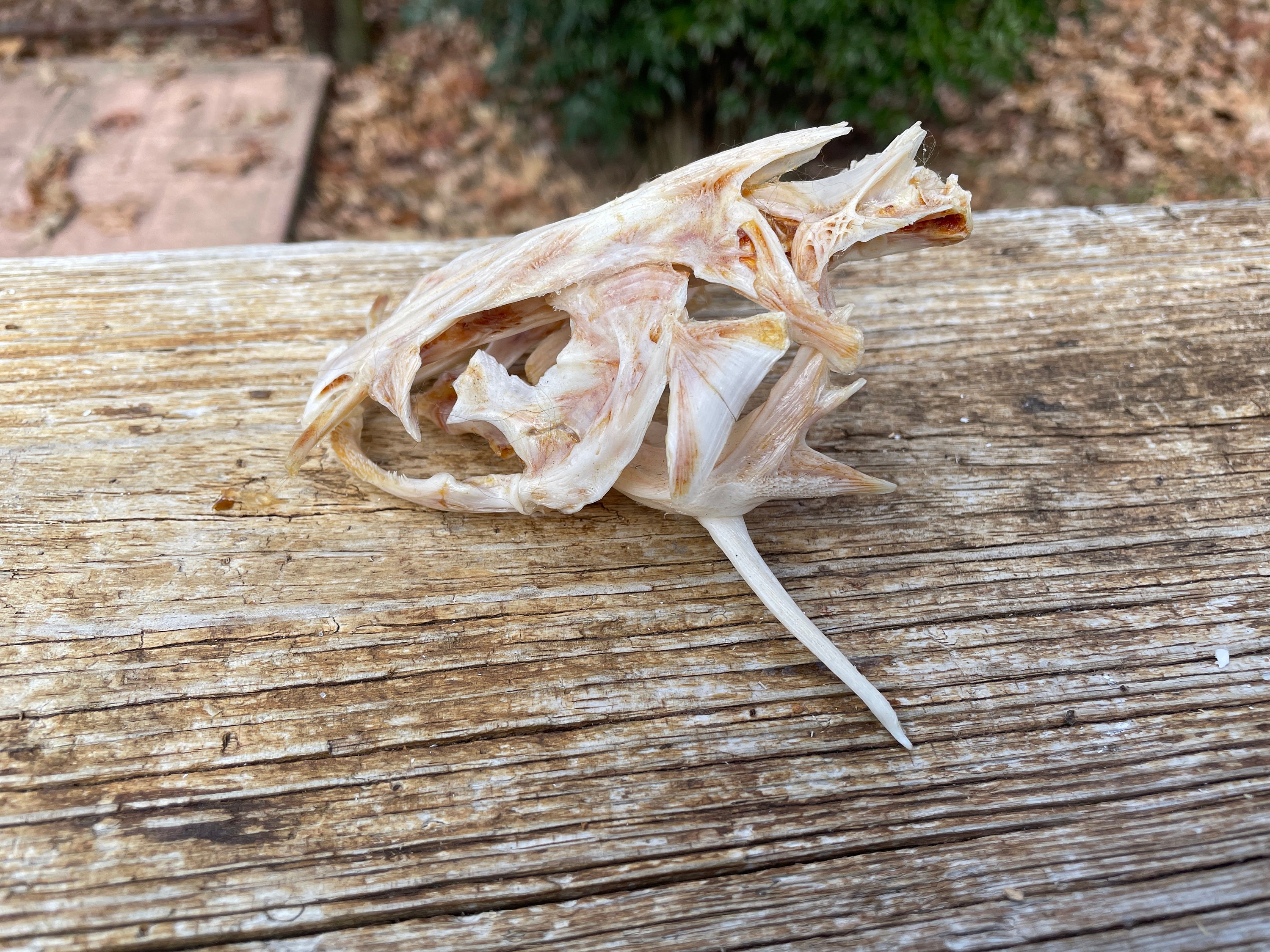 Rarely Seen, FLATHEAD Catfish Skull Natural Bones/science Weird ...