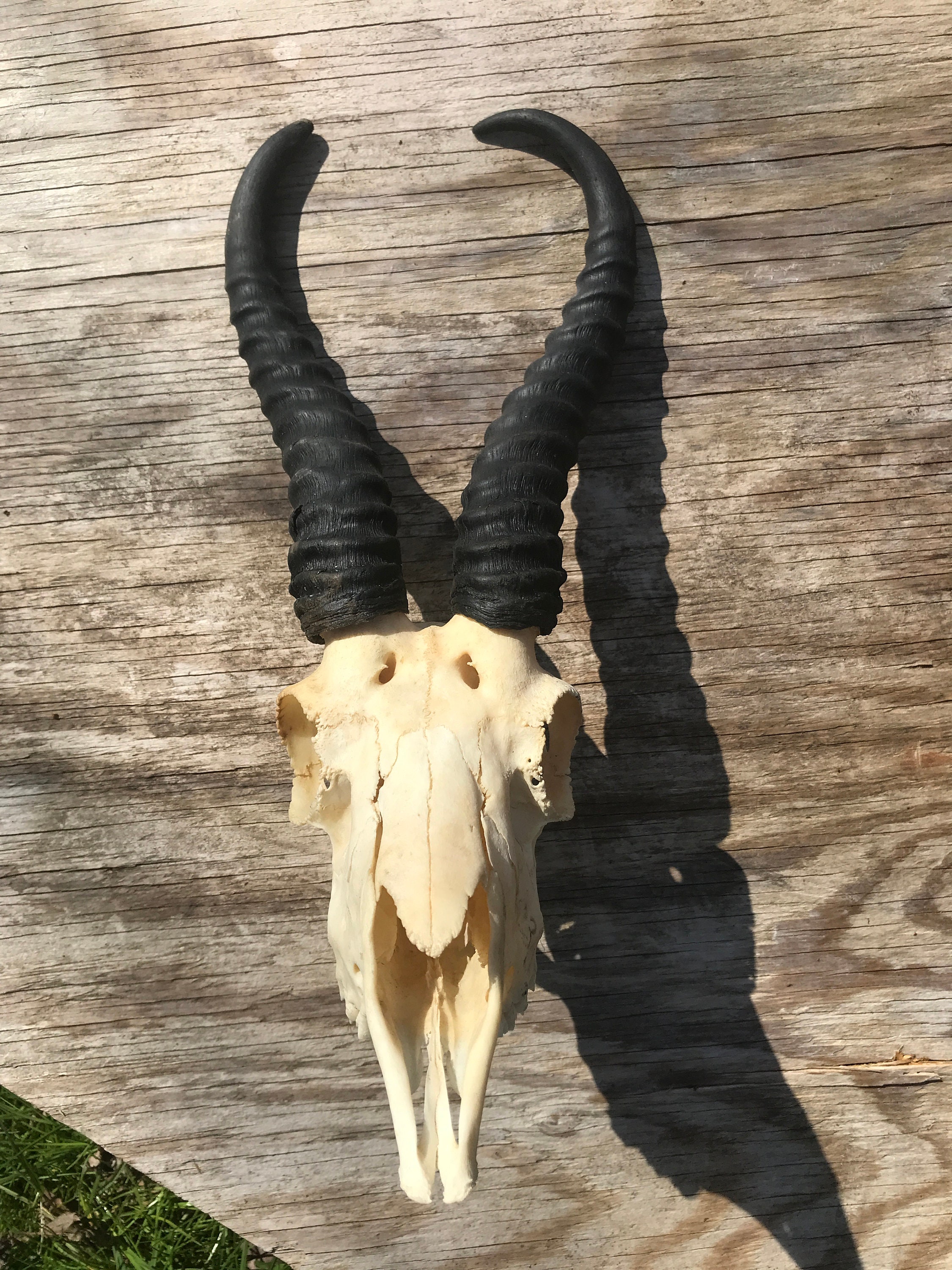 Beautiful AFRICAN SPRINGBOK SKULL Africa Hunting Lodge | Etsy