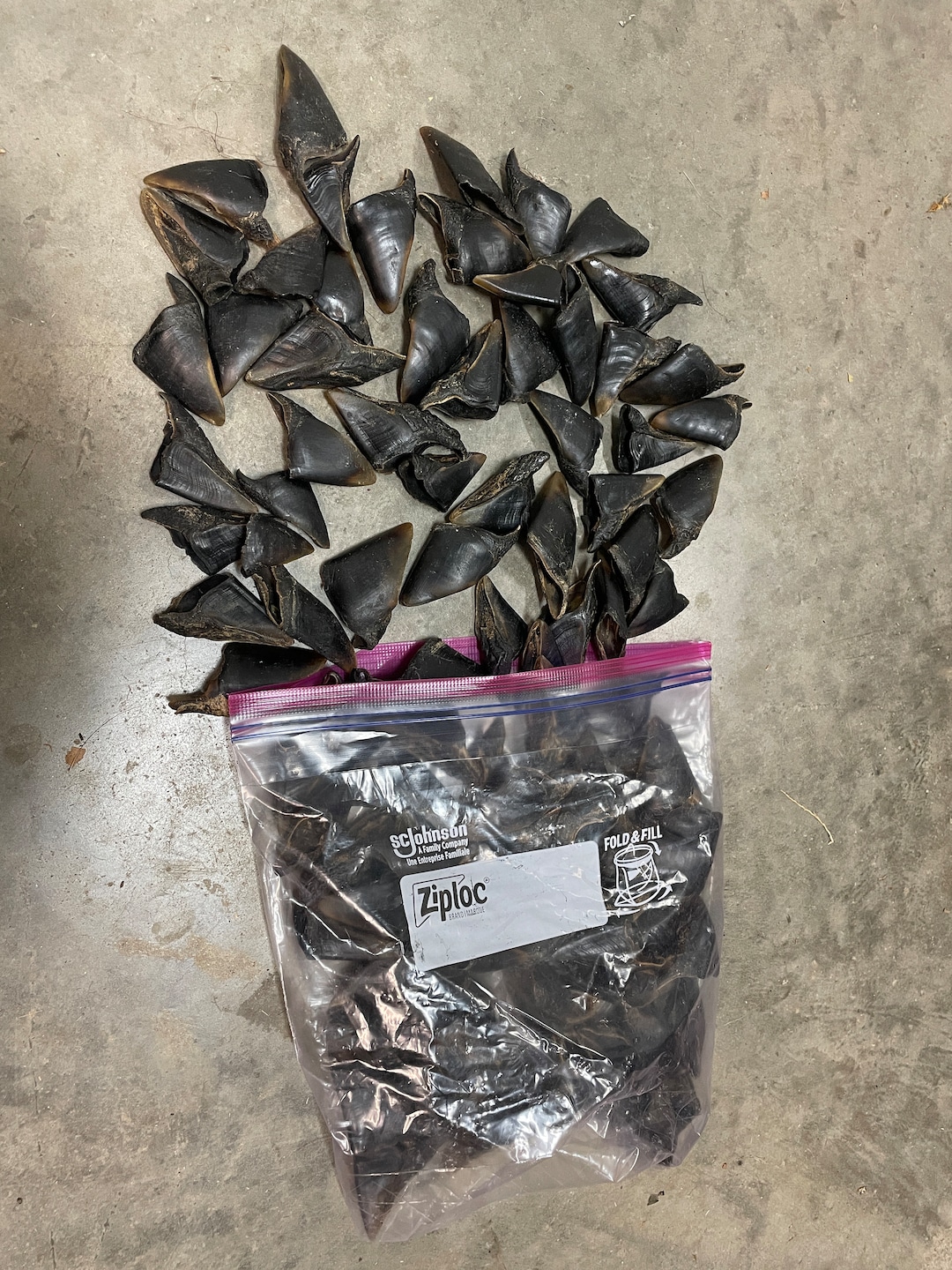 TAXIDERMY 4, Whitetail Deer Feet, = 8 Hooves, Log Cabin/native American ...