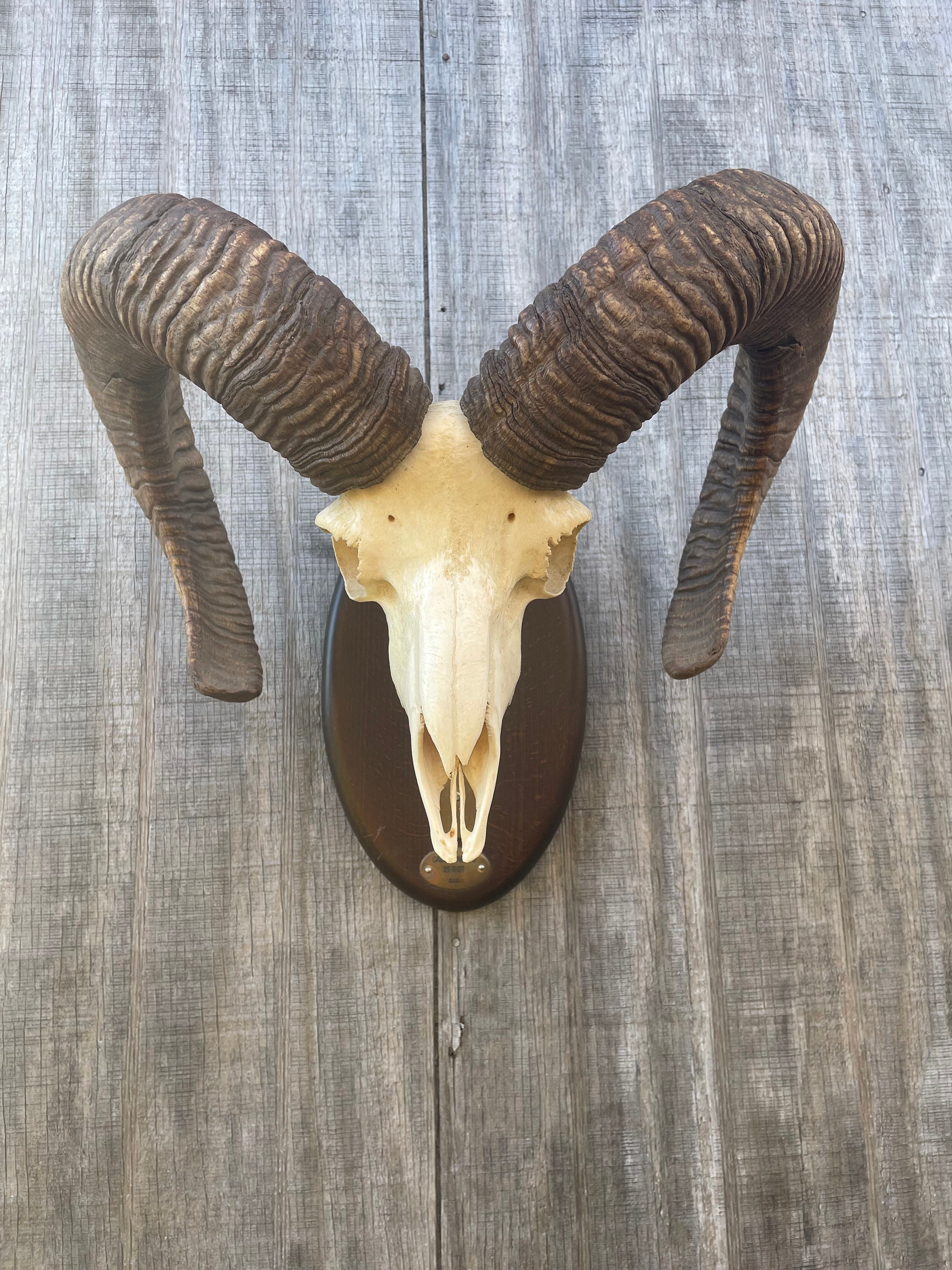Desert Bighorn Sheep Skull