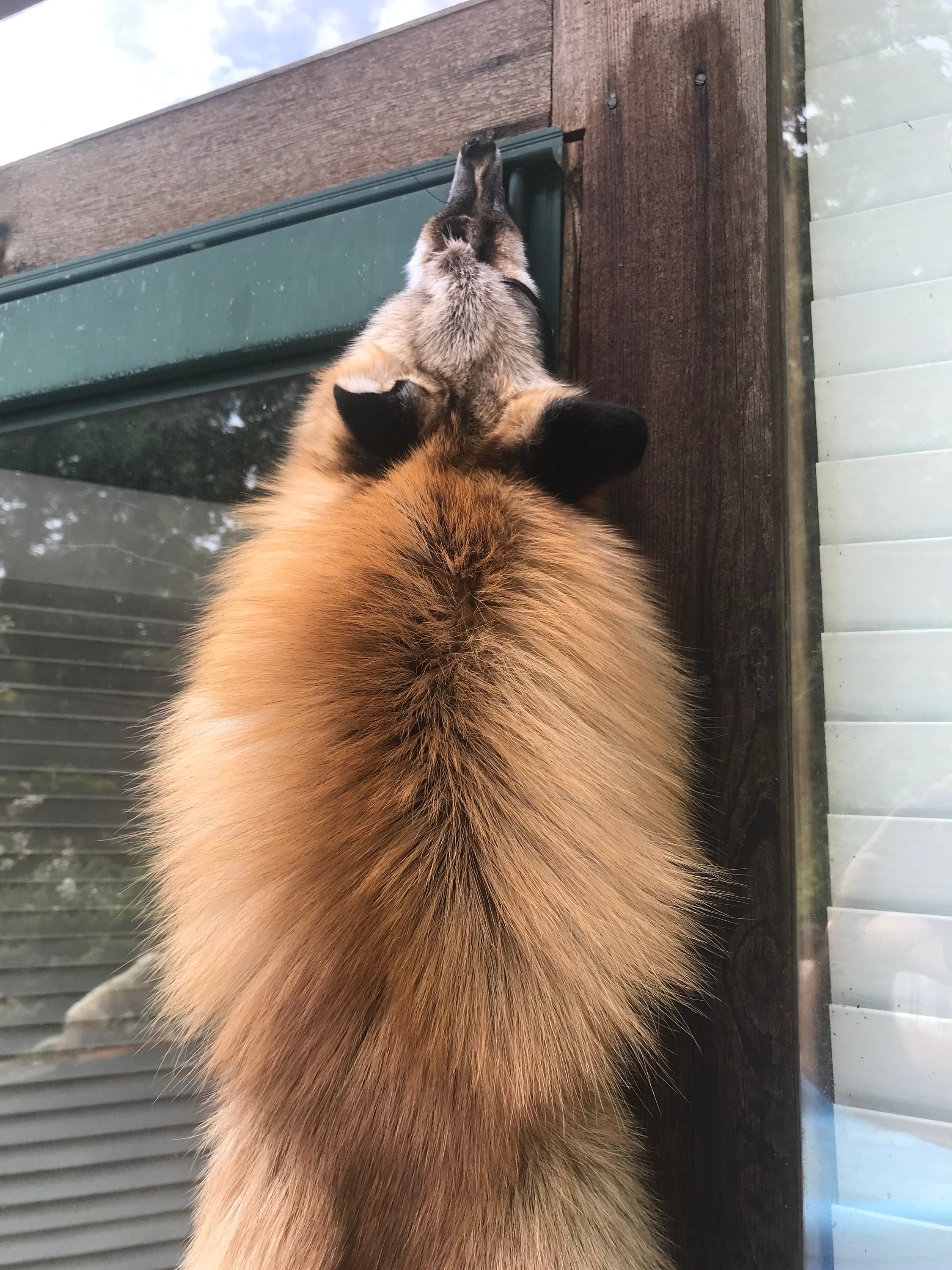 Beautiful Ranch RED FOX Lifesize Fkin/fur/hide /log Cabin | Etsy