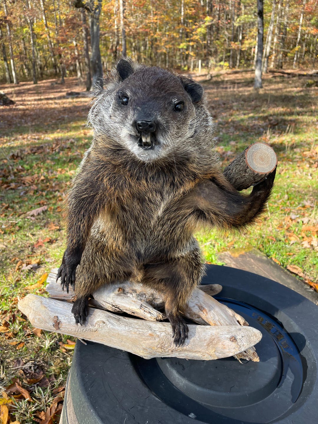 Wood Chucking Woodchuck or Ground Hog Full Mount Taxidermy Log Cabin ...