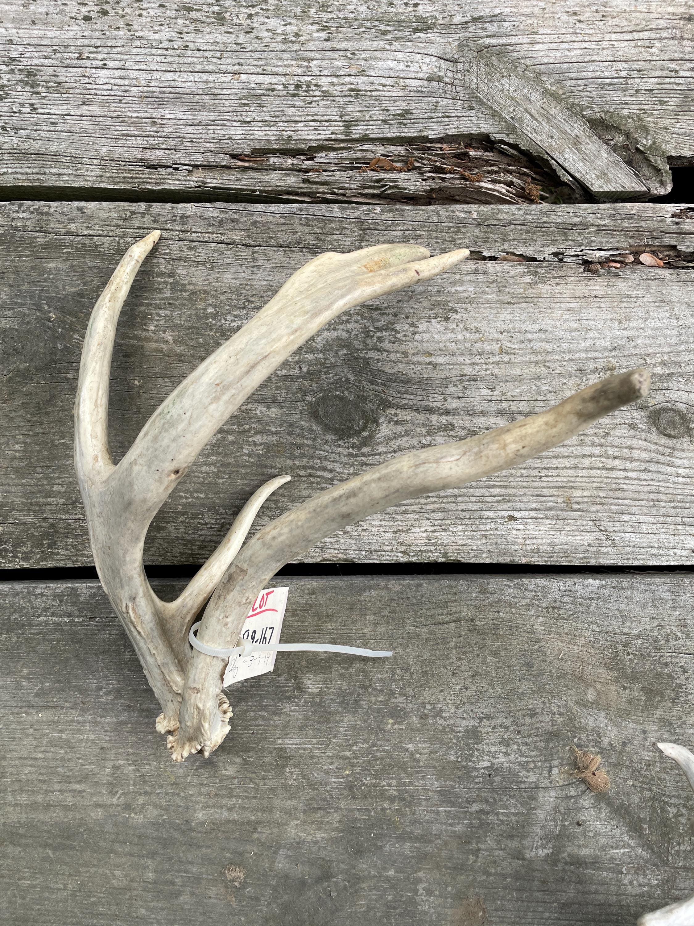 Big 5 Point DOUBLE MAIN BEAMS Whitetail Deer Shed Antler Taxidermy Log ...