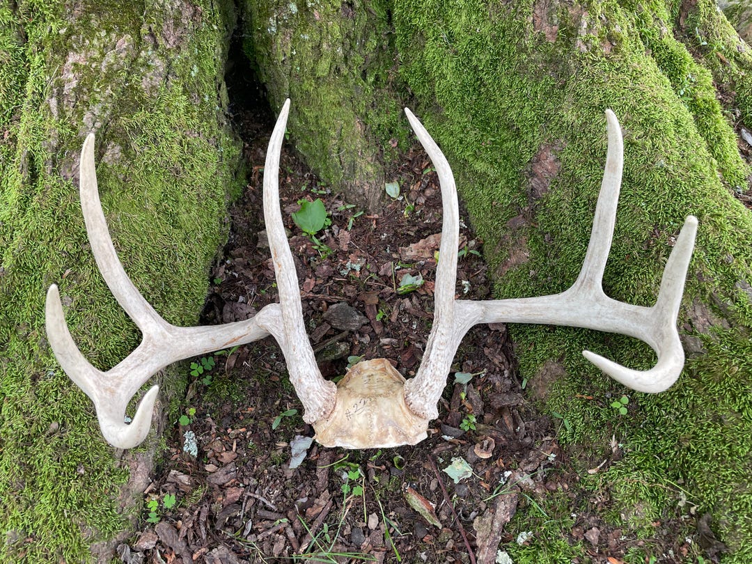 Taxidermy Beautiful Unusual Set of 8 Point Wild White-tailed DEER ...