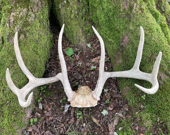 Taxidermy Beautiful Unusual Set of 8 Point Wild White-tailed DEER ...