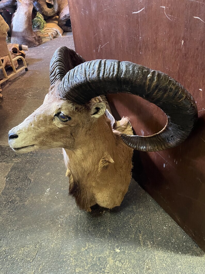 Taxidermy RARE RED SHEEP Skull Nice Huge Horns = Hybrid Armenian ...