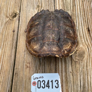 ONE {1} Awesome Taxidermy Large Common Snapping Turtle Shell Log Cabin ...